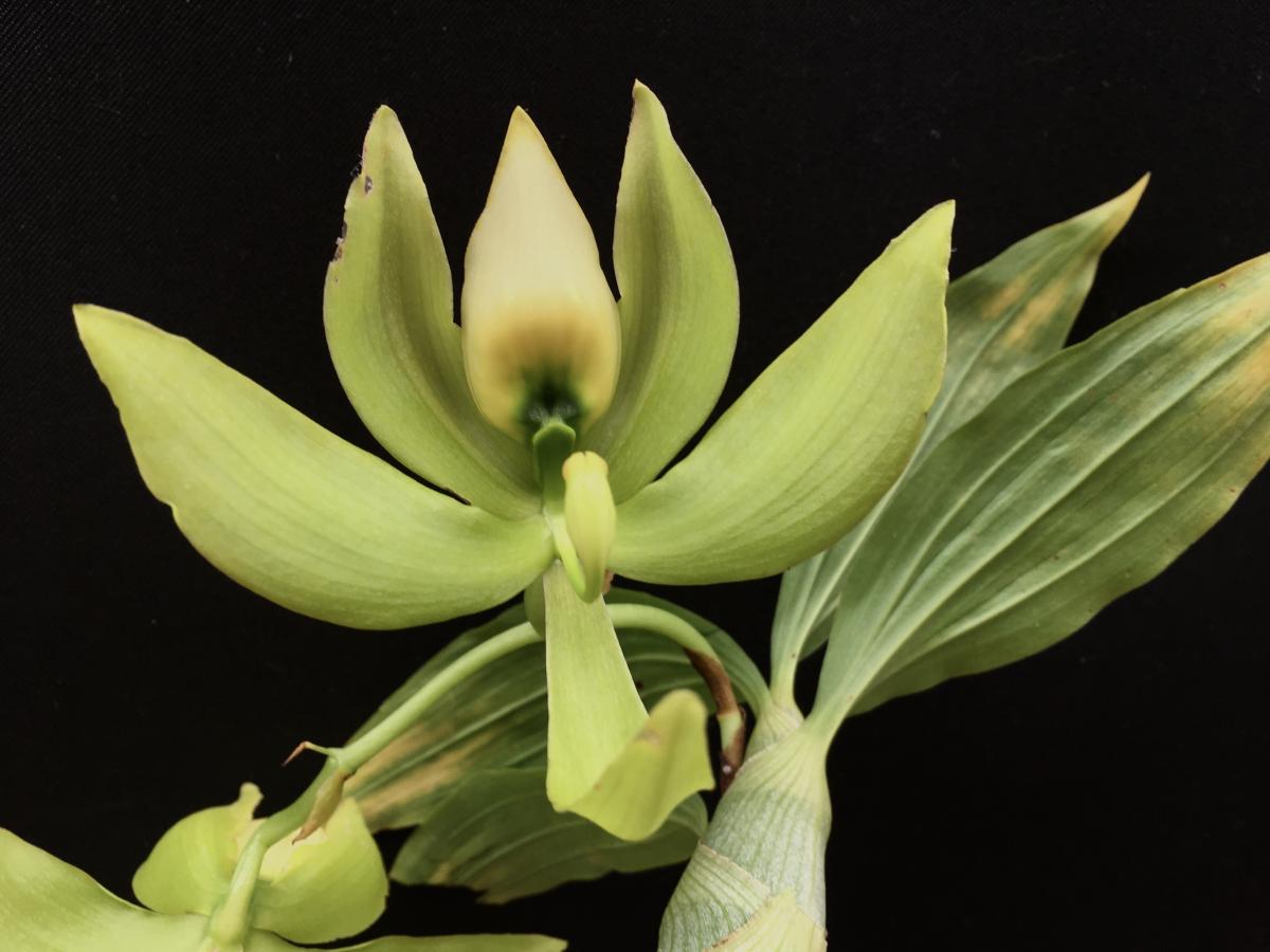 Bela Vista Orchids - CYCNOCHES