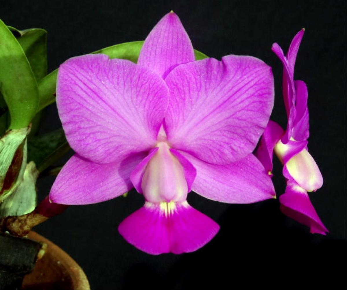 Bela Vista Orchids - CATTLEYA WALKERIANA