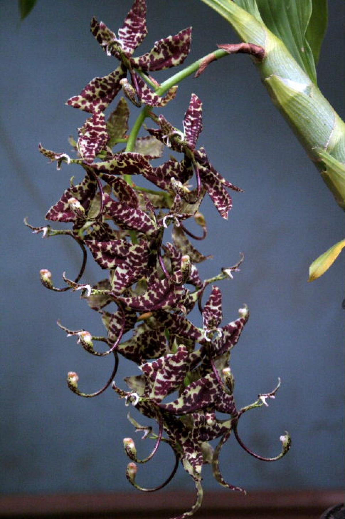 Bela Vista Orchids - CYCNOCHES