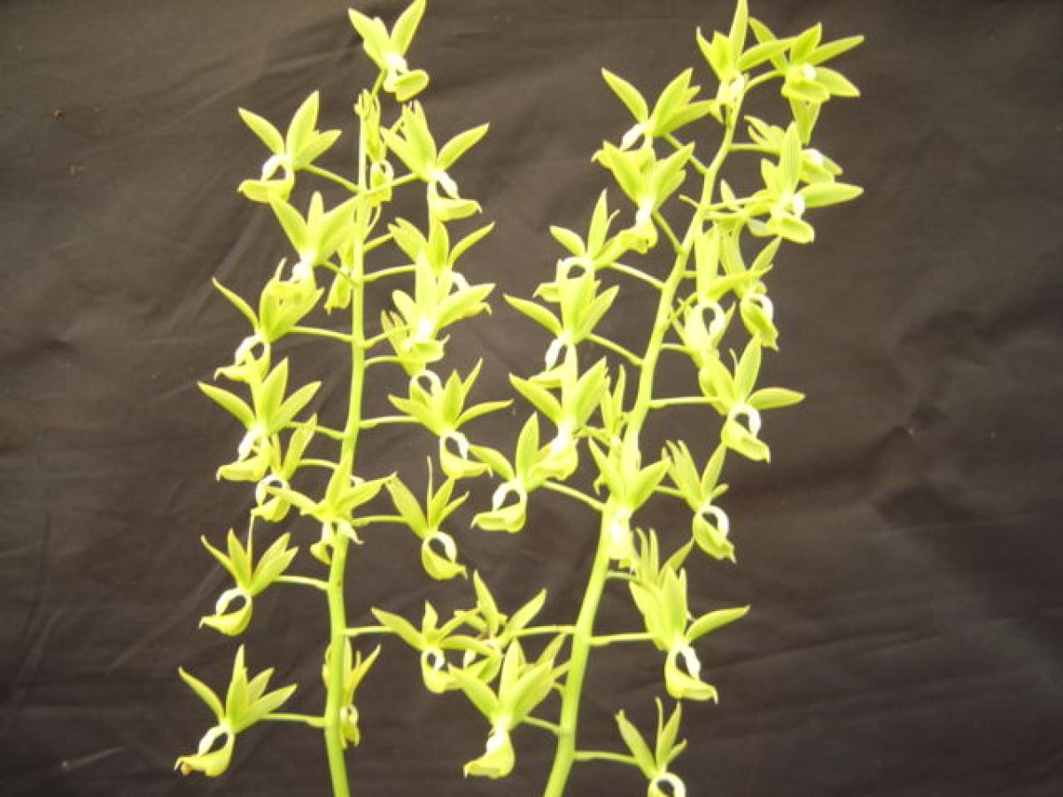 Bela Vista Orchids - MORMODES