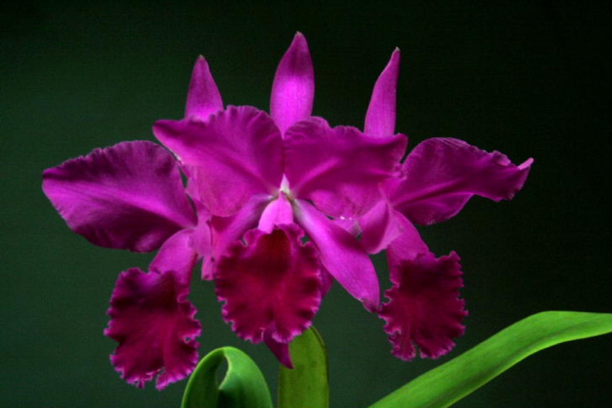 Bela Vista Orchids - CATTLEYA LABIATA