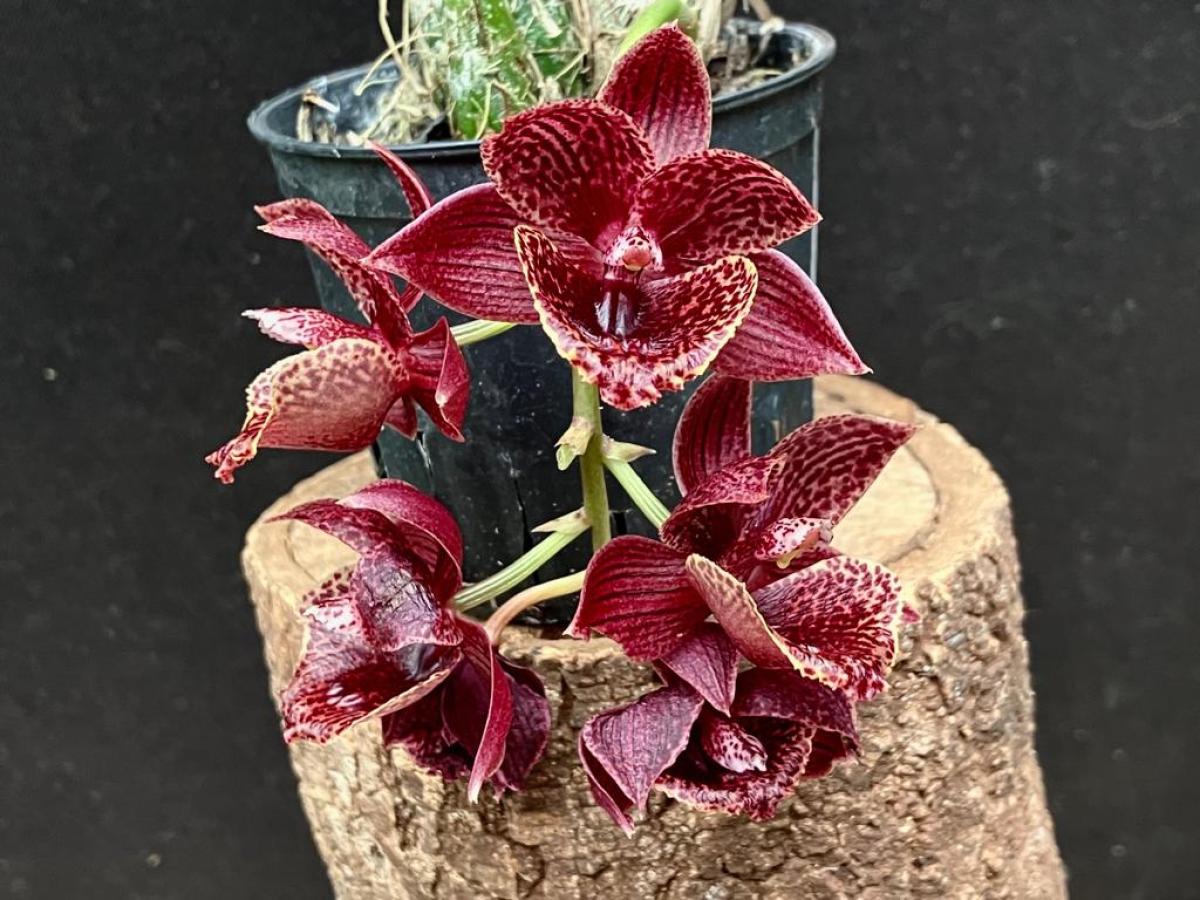 Bela Vista Orchids - CLOWESIA