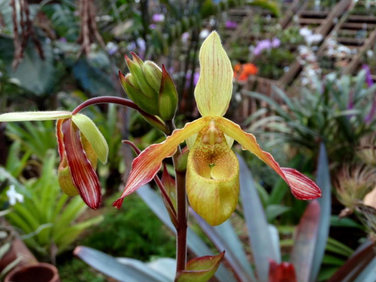 Bela Vista Orchids - PHRAGMIPEDIUM