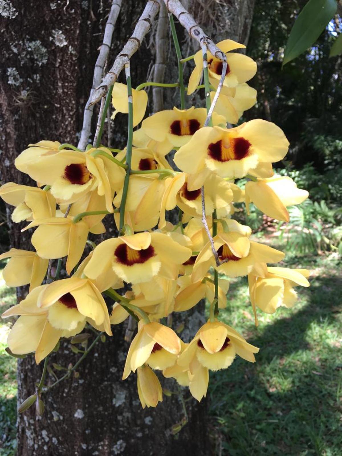Bela Vista Orchids - DENDROBIUM
