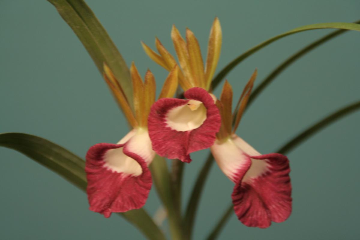 Bela Vista Orchids - Galeandra