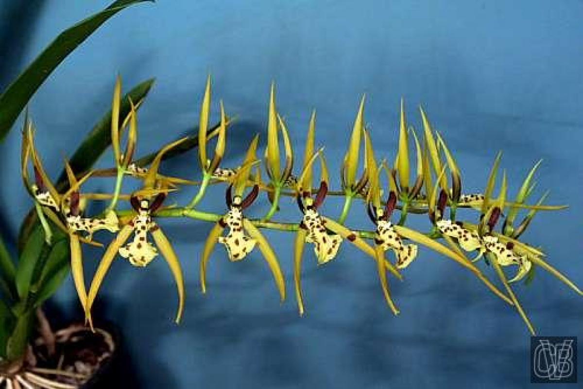 Bela Vista Orchids - BRASSIA