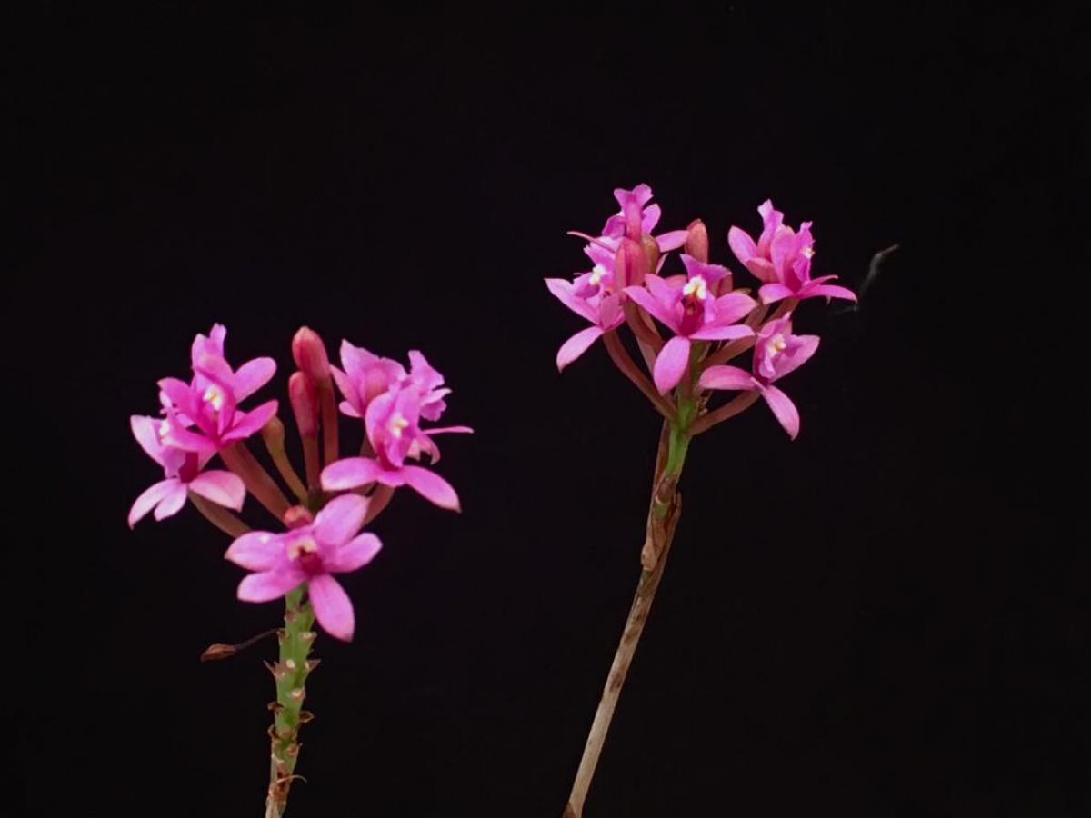 Bela Vista Orchids - EPIDENDRUM