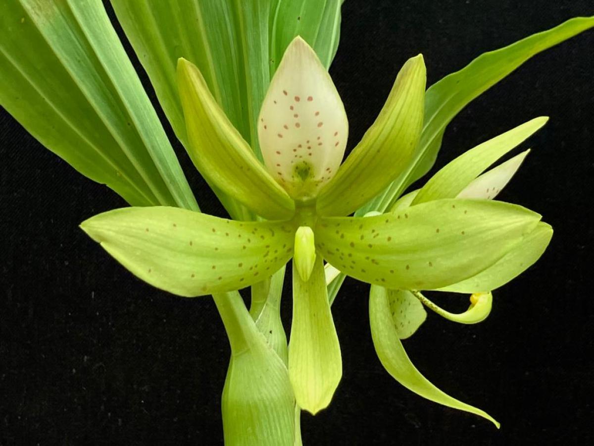 Bela Vista Orchids - CYCNOCHES