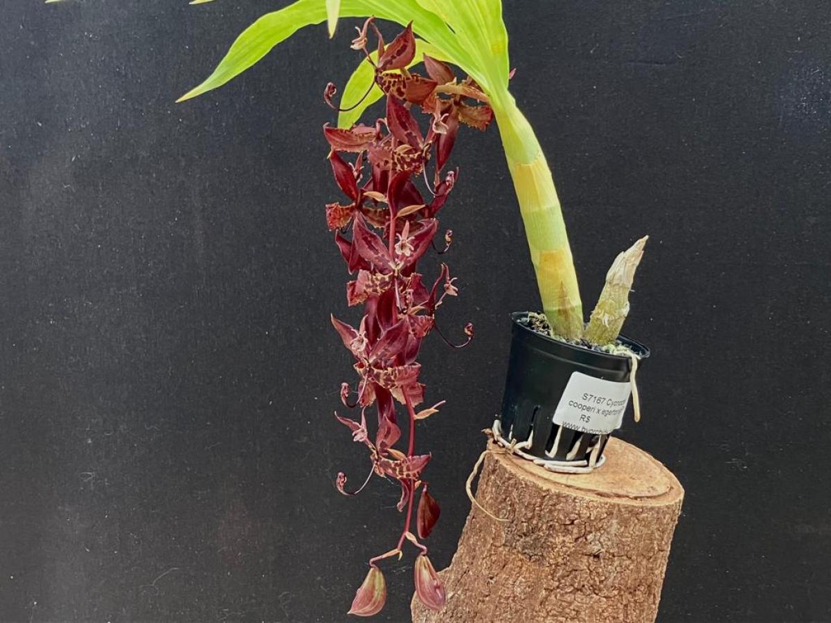 Bela Vista Orchids - CYCNOCHES