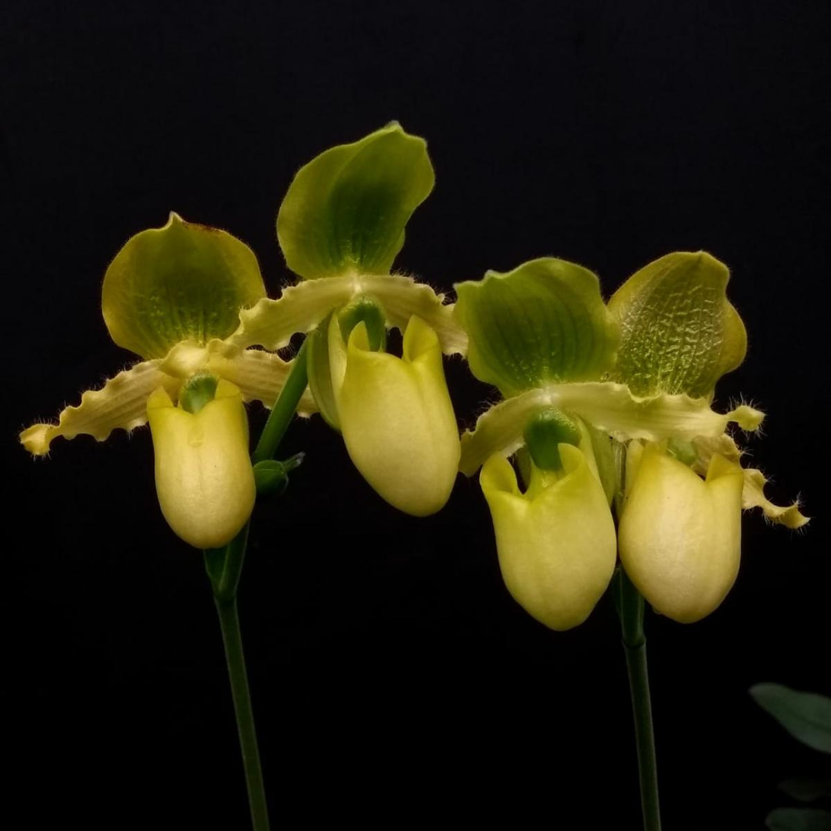 Bela Vista Orchids - Paphiopedilum primulinum var. purpurascens alba.