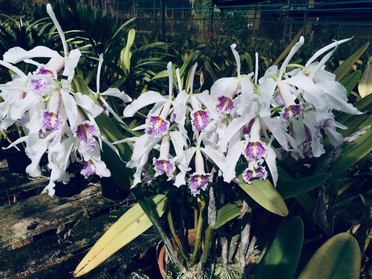 Bela Vista Orchids - CATTLEYA