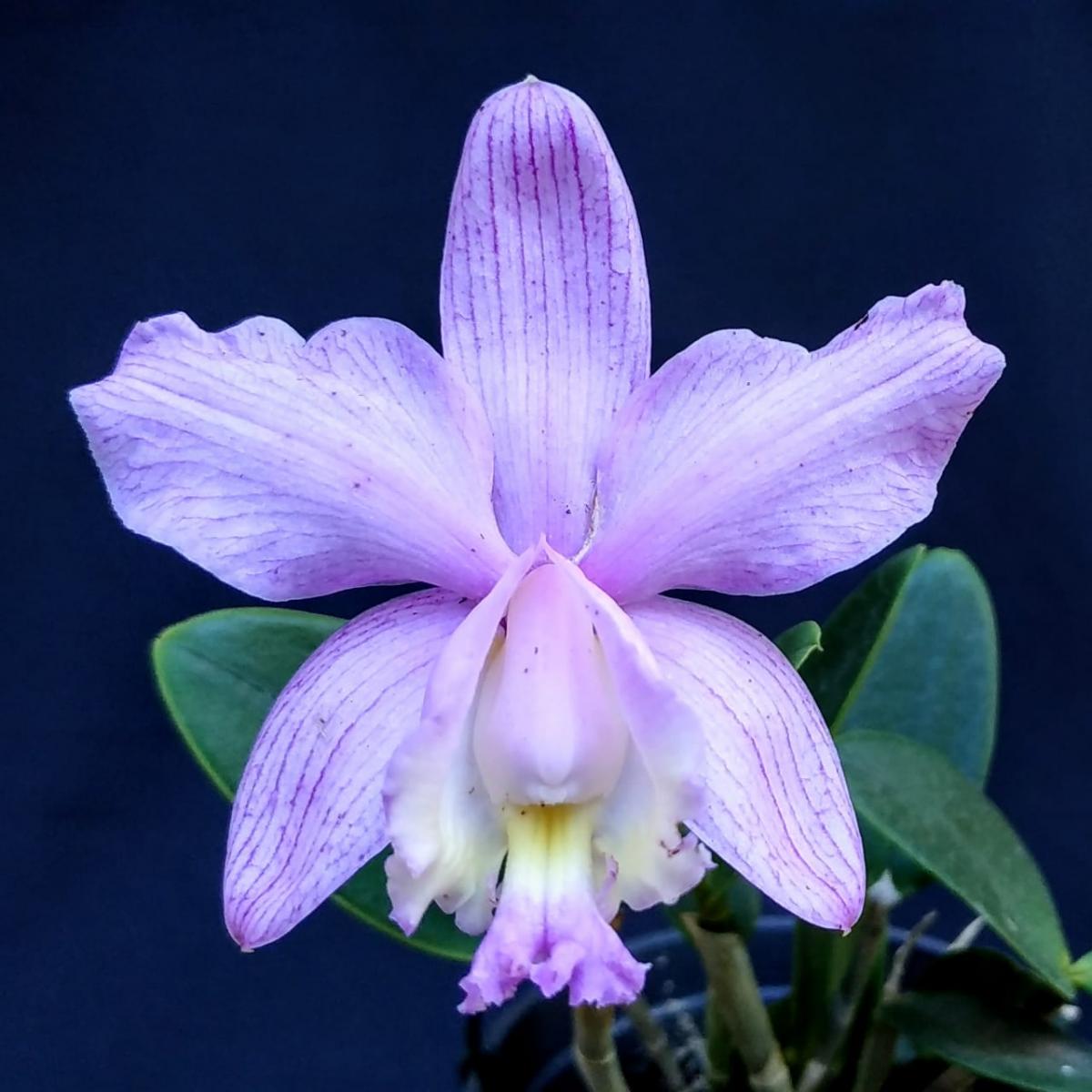Bela Vista Orchids - CATTLEYA LODDIGESII