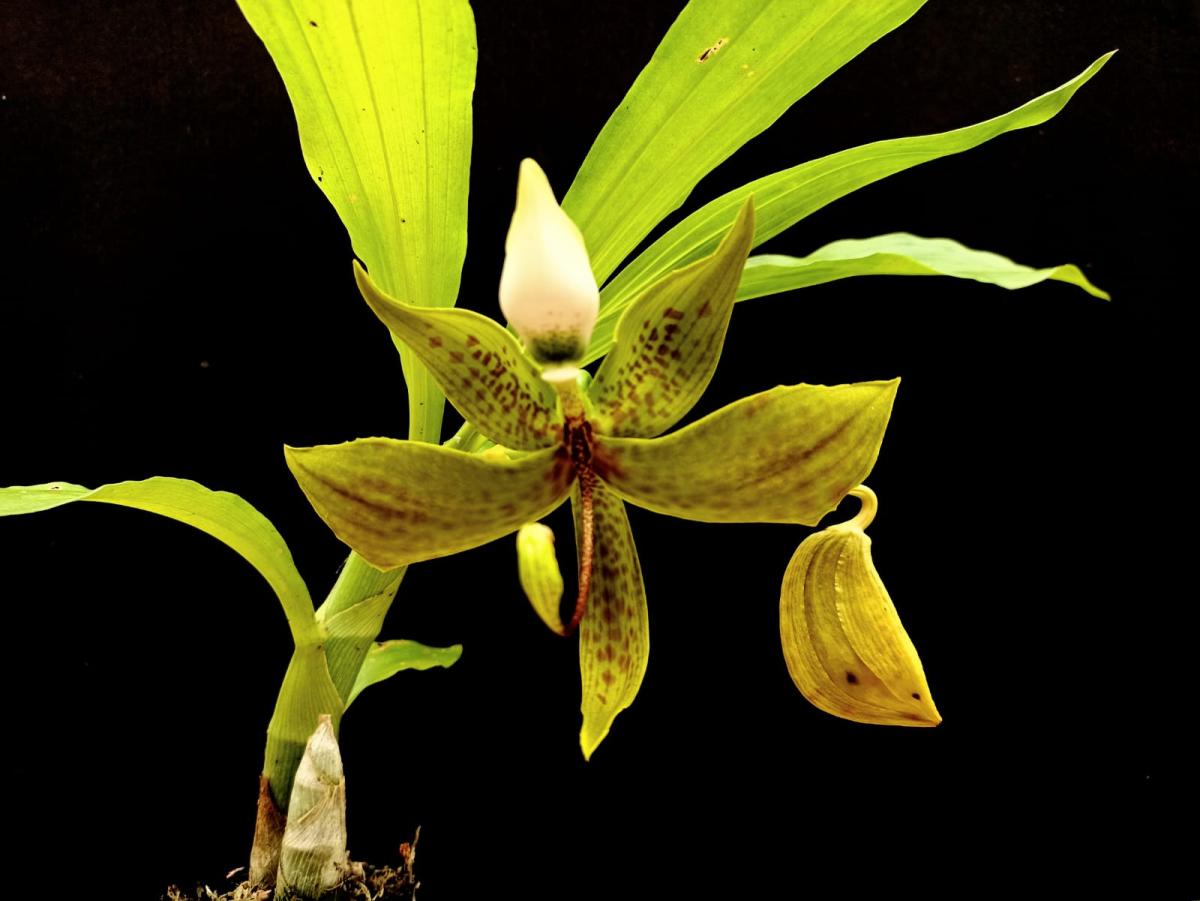 Bela Vista Orchids - CYCNOCHES