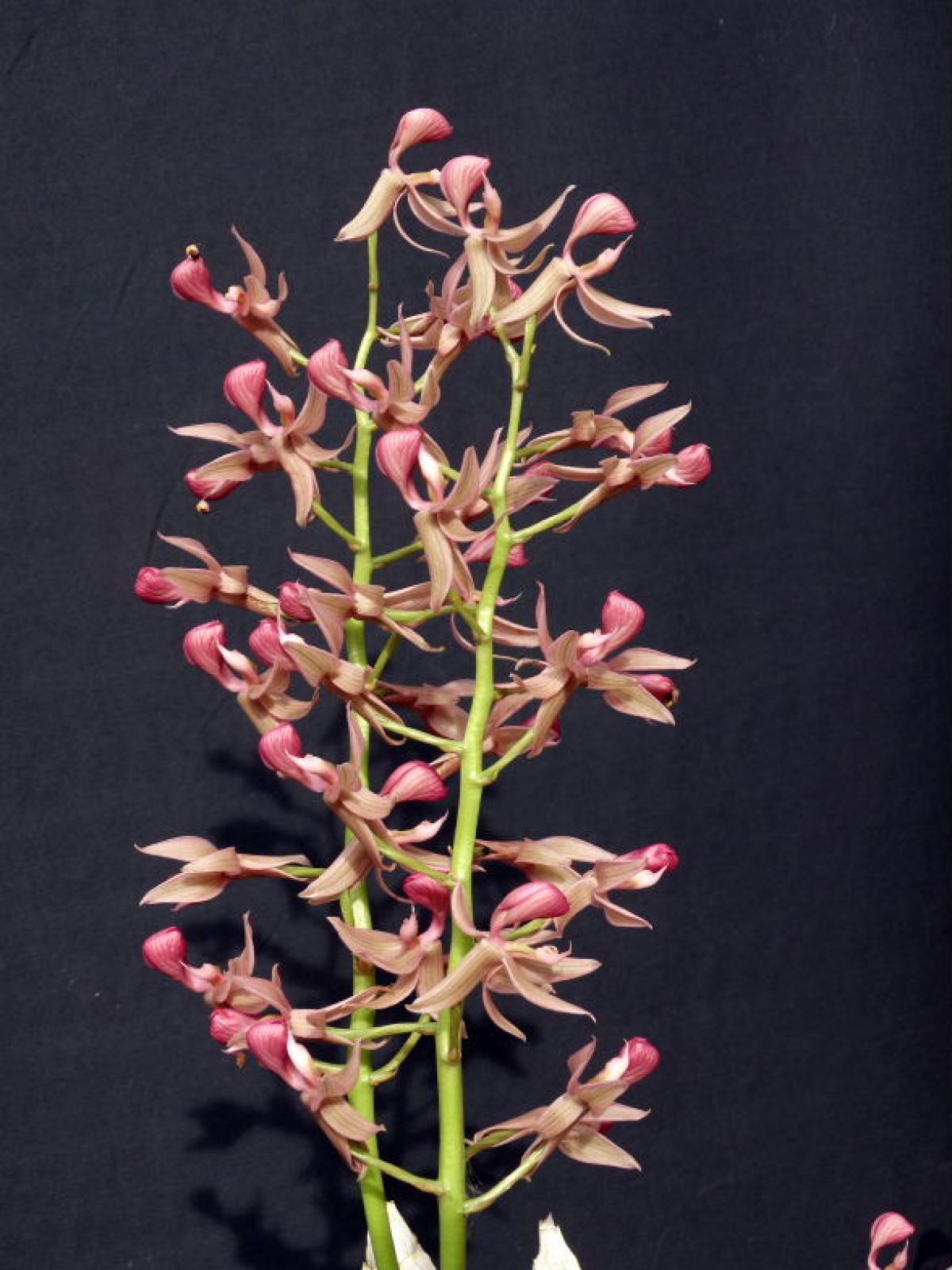Bela Vista Orchids - MORMODES