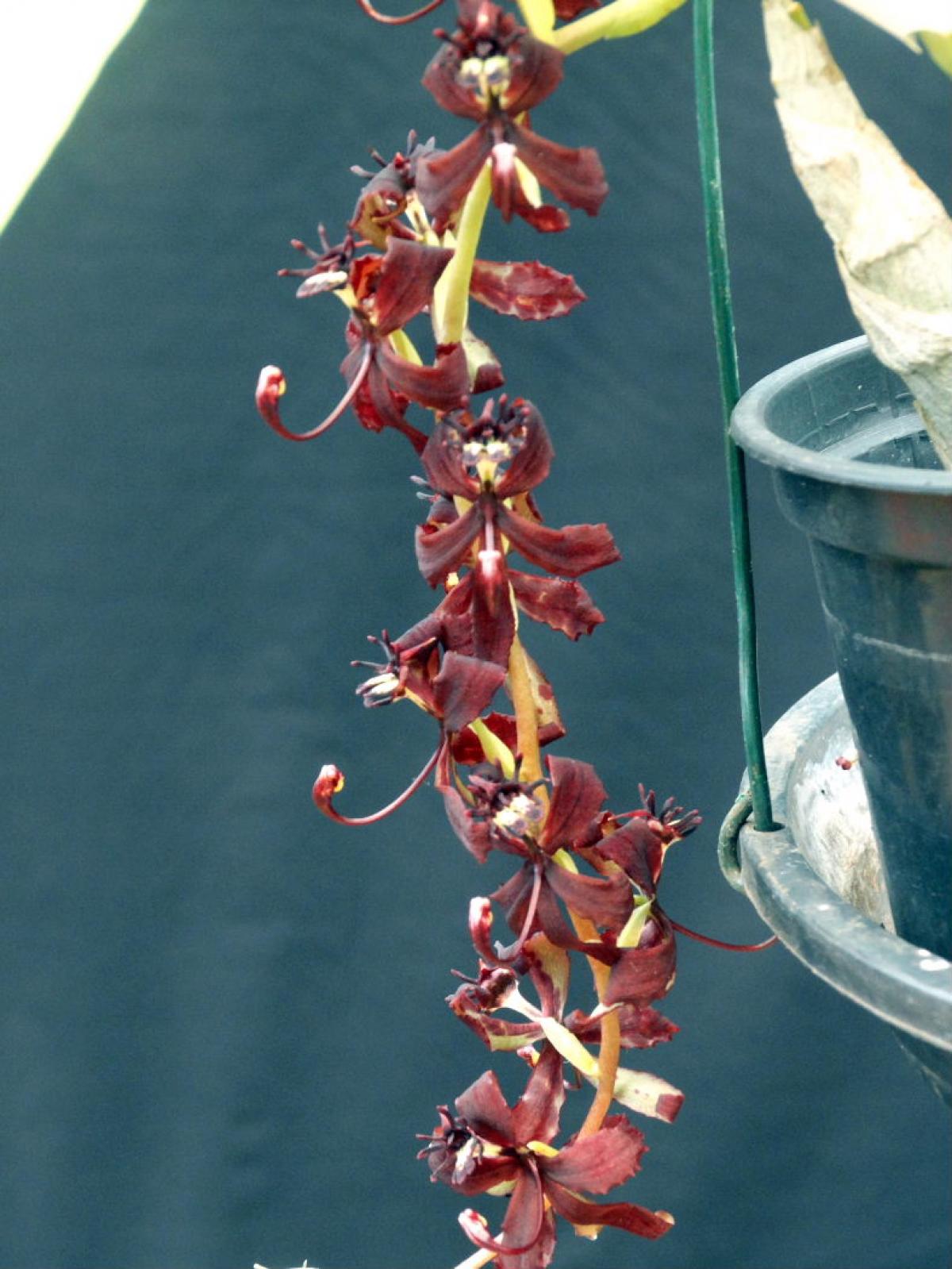 Bela Vista Orchids - CYCNOCHES