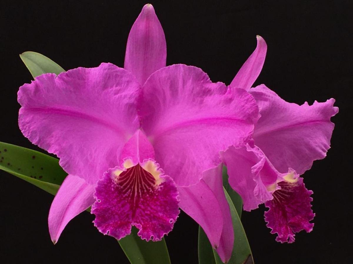 Bela Vista Orchids - CATTLEYA