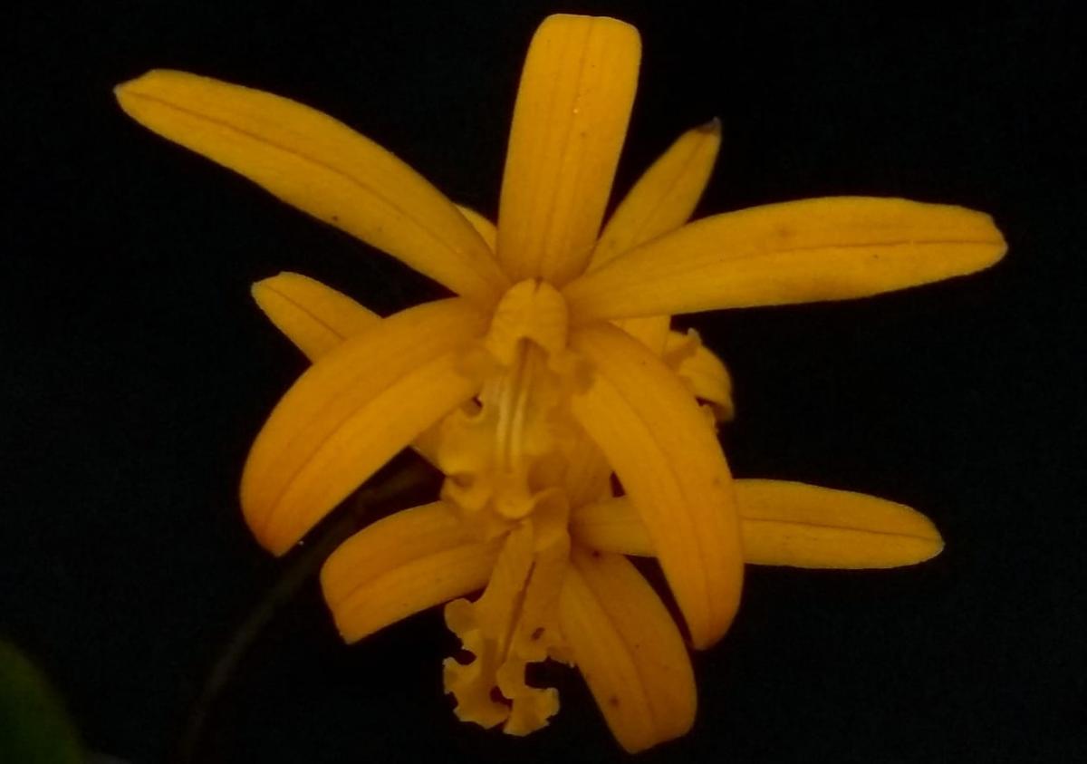 Bela Vista Orchids - Laelia mixta