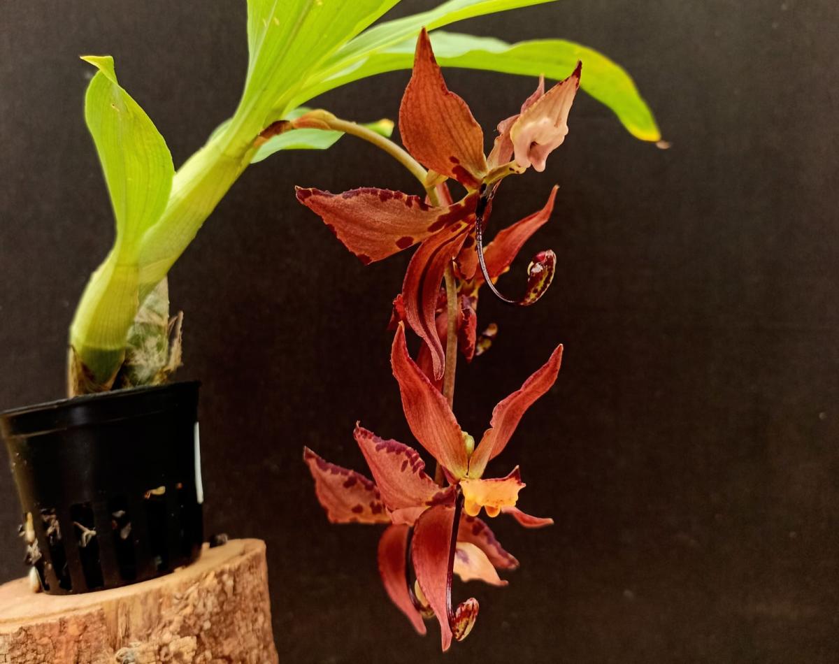 Bela Vista Orchids - CYCNOCHES