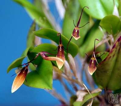 Bela Vista Orchids - OUTRAS ESPÉCIES