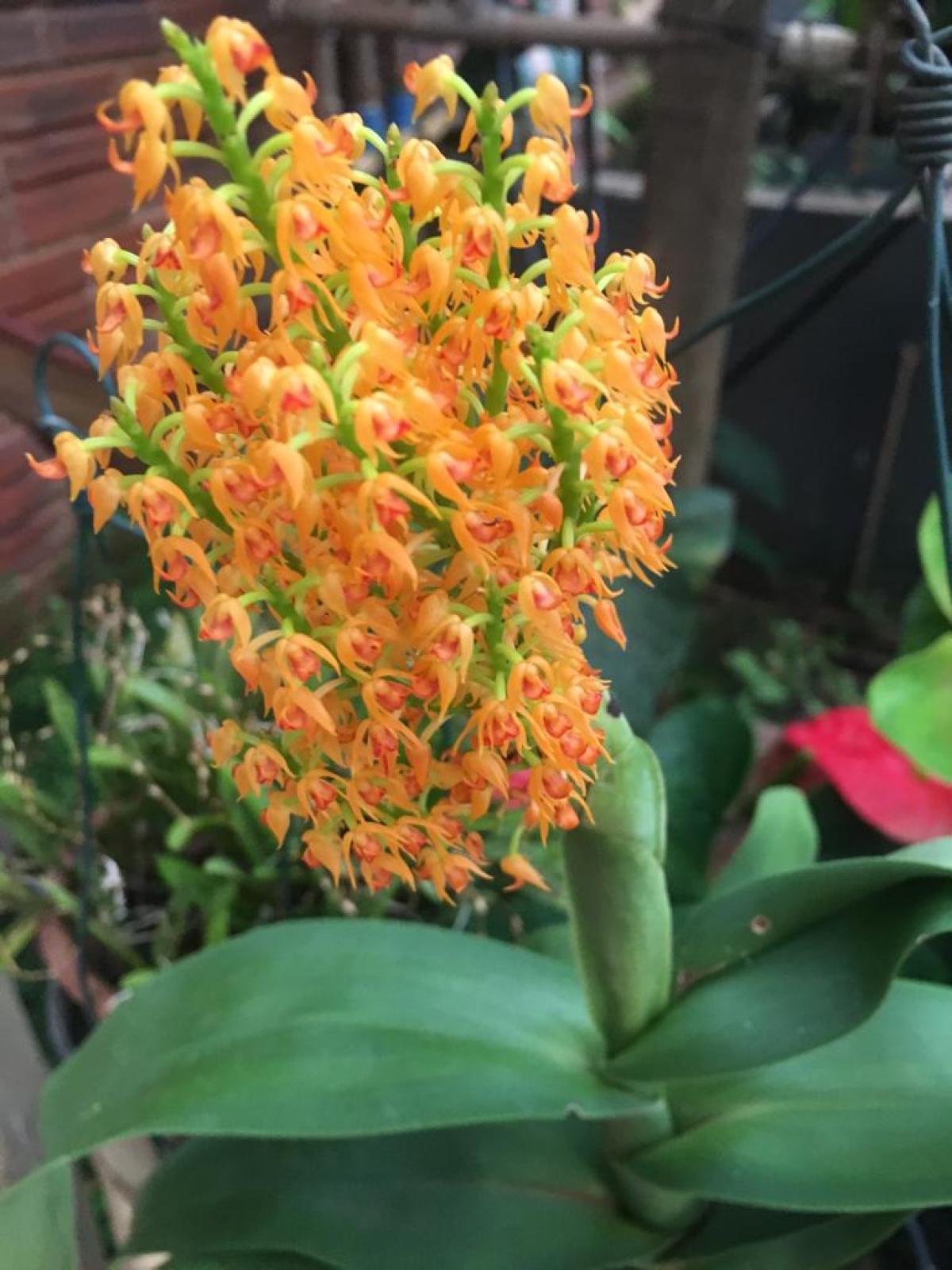 Bela Vista Orchids - Polystachya paniculata