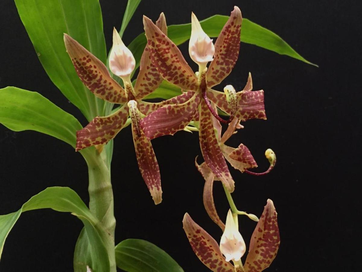 Bela Vista Orchids - CYCNOCHES